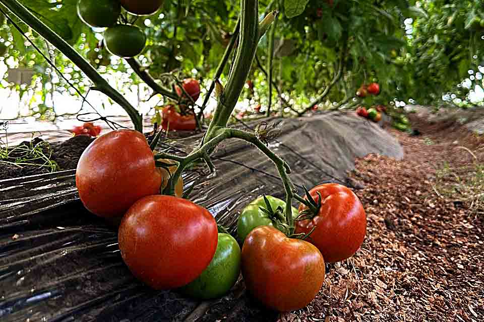 La UNLP impulsa la producción de tomates en La Plata con innovadoras ...